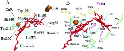 Structure Of Cytochrome C Oxidase Catalytic Site A Redox Centers Download Scientific