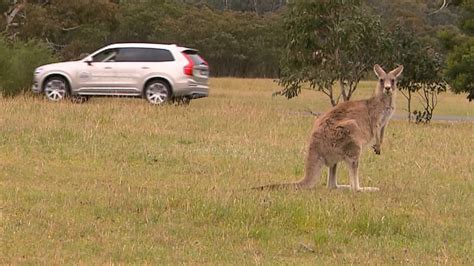 Volvo To Develop Kangaroo Crash Avoidance Technology Video