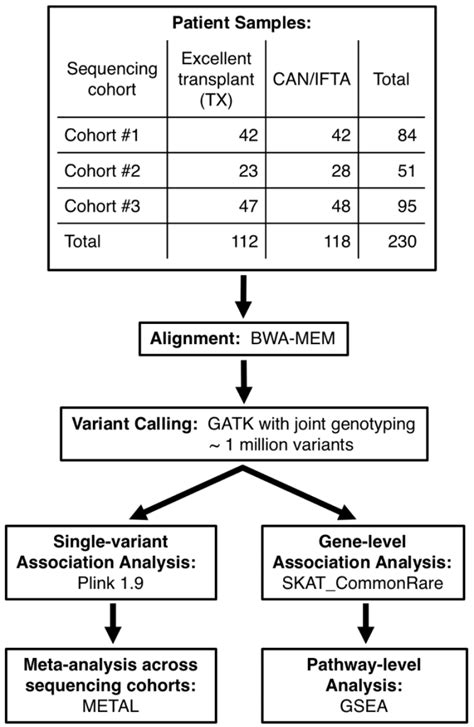 Analysis Workflow And Utilized Software After Sample Collection