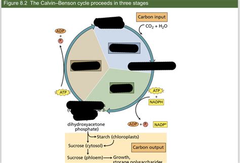 Plant Phys Exam 2 Diagram Quizlet