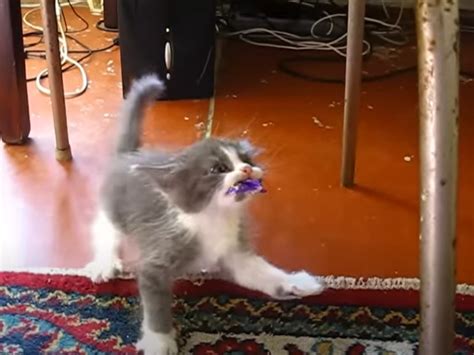 遊んでる もてあそばれてる 猫じゃらしとの攻防を繰り広げる子猫の結末に反響かわいい必死すぎる オトナンサー