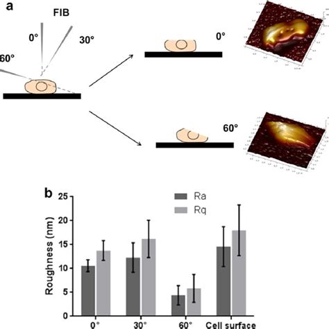 A Bacterial Cells Micromachining By FIB At Different FIB Incidence Download Scientific