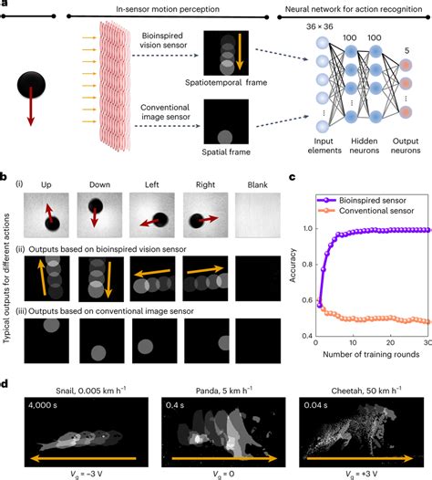 Action Recognition Based On Bioinspired Vision Sensors And Conventional