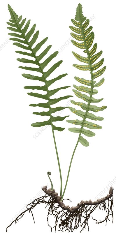 Structure Of A Fern Illustration Stock Image C061 5315 Science Photo Library