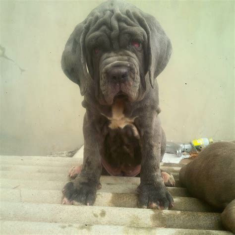 Male And Female Neapolitan Mastiff Pups For Sale Pets Nigeria