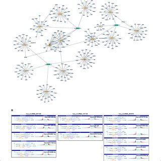 Representative CircRNA MiRNA MRNA Network And Sequence Pairing Download Scientific Diagram