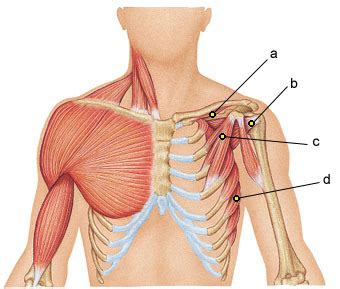 Muscles Of The Thorax And Shoulder Acting On The Scapula And Arm