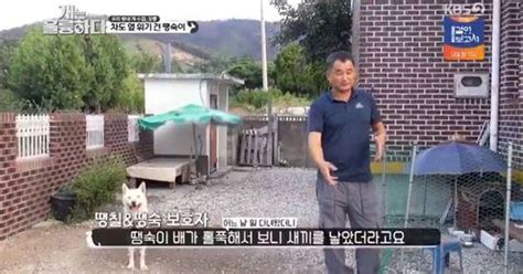 아빠는 대체 누구개는 훌륭하다 강릉 땡숙이 새끼 네 마리 낳은 사연 Oh쎈 리뷰