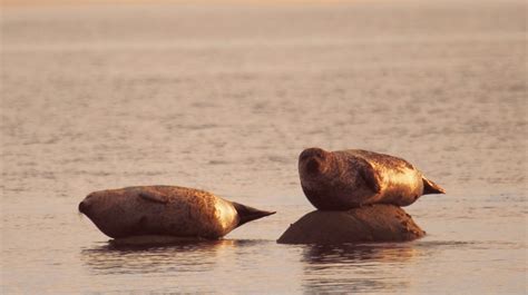 Andy Lakin Wildlife Photography