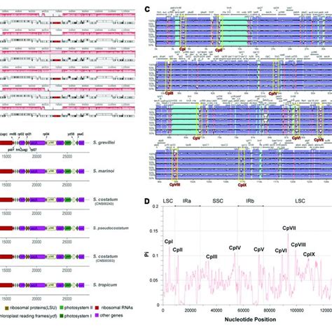 Gene Order Comparison And The Sequence Divergence Analysis Of Six