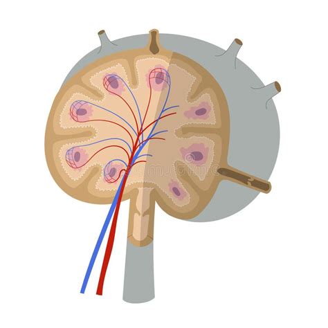 Anatomy Of A Lymph Node Simplified Scheme Showing External And