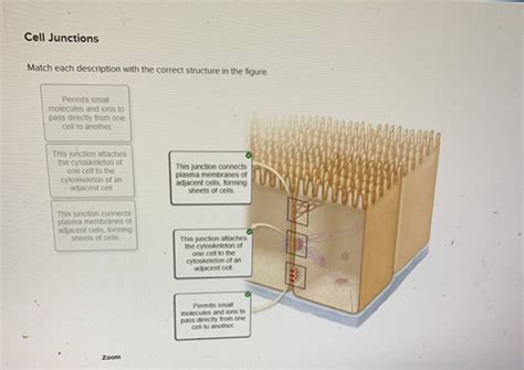 Solved Cell Junctions Match Each Description With The Correct