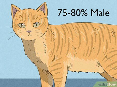 Orange Cat Personality Are The Stereotypes True