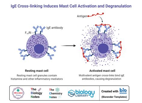 Mast Cell Histology