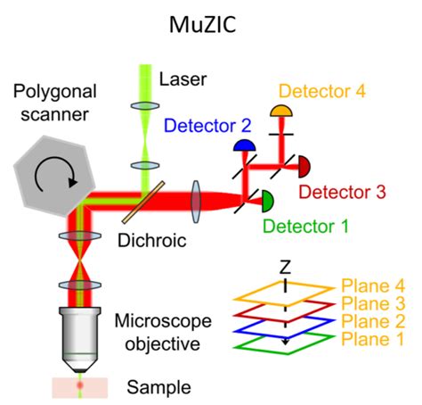 High Contrast Voltage Imaging Biomicroscopy Lab