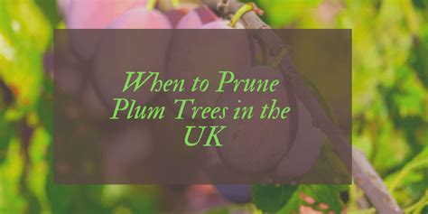 When To Prune Plum Trees In The Uk Garden And Diy Blog