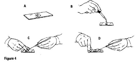 Wet Mount Preparation Microscope Slides At Pauline Tomlinson Blog