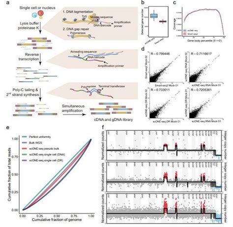 Scone Seq Simultaneous Single Cell Transcriptome And Genome Profiling