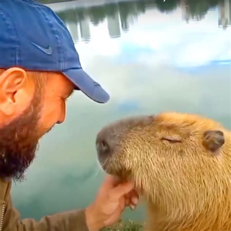 Friendly Capybara Grabs Her New Human Friend And Goes To Introduce Him