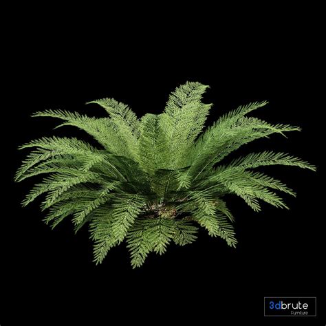 Mother Spleenwort Fern Asplenium Bulbiferum 3d Model Buy Download 3dbrute