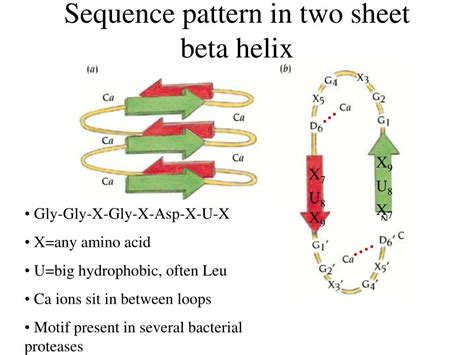 PPT Beta Structures PowerPoint Presentation Free Download ID 403567