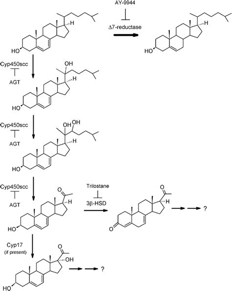 Proposed Pathways For The In Vivo Metabolism Of 7dhc In The Mammalian