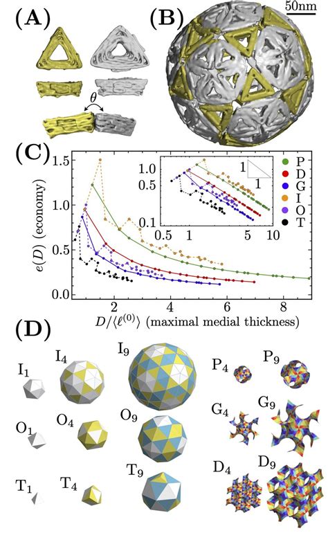 Economy Of Programmable Assembly Of Shells And Tmps Via Triangular