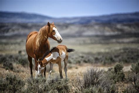Wild Horse Wallpapers 6 Of The Best Places To See Wild Horses In The