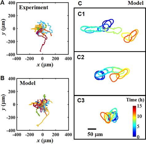 Cell Trajectory And Cell Shape Calculated From The Prd Model A B