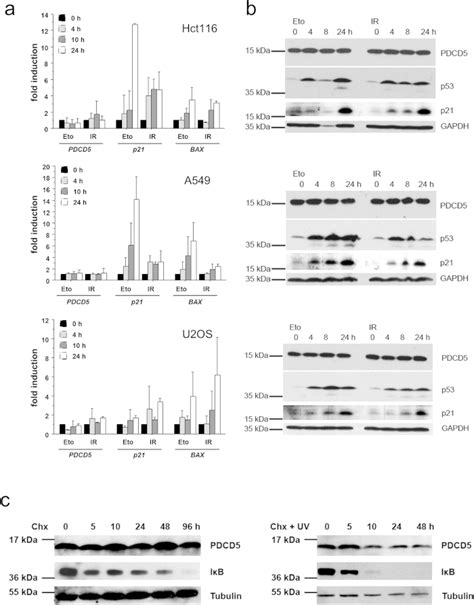 The P53 Binding Protein Pdcd5 Is Not Rate Limiting In Dna Damage
