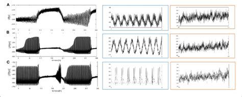 The Full And Detailed Lfp Signal Of Each Neuron In The Network