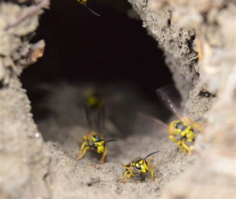 Hornets Nest In Ground Removal