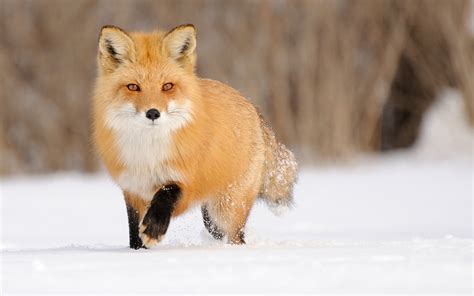 🔥 50 Snow Fox Wallpapers Wallpapersafari 🔥 50 Snow Fox Wallpapers Wallpapersafari