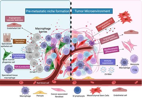 Biogenesis And Function Of Extracellular Vesicles In Cancer Exosome Rna