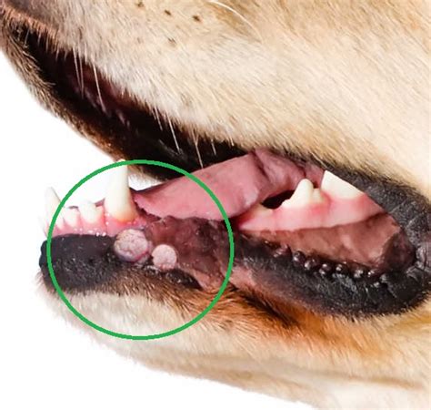 Dog Mouth Ulcers Stomatitis In Dogs Canker Sores On Dogs 56 Off