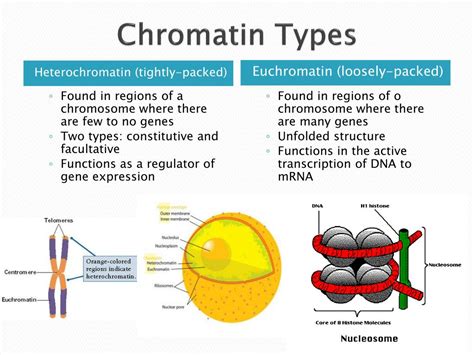 Ppt Structure Of Chromatin Powerpoint Presentation Id209551