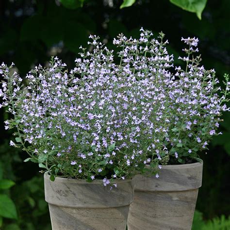 Calamintha Seeds Perennial Flower Seeds