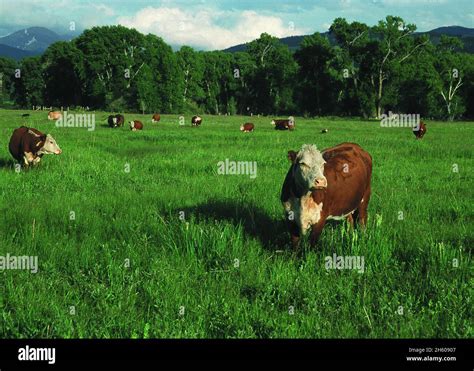 Cattle Grazing On Irrigated Pasture Land Ca 2011 Or Earlier Stock