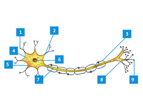 Motor Neuron Labeling Quiz
