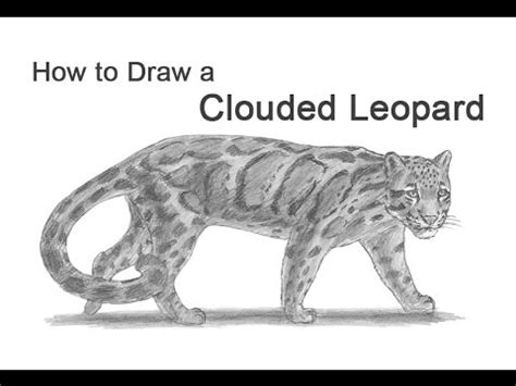 Clouded Leopard Drawing At PaintingValley Com Explore Collection Of Clouded Leopard Drawing