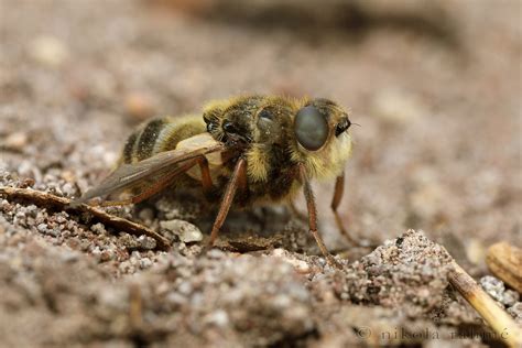 Common Warble Flies At Jenenge Blog