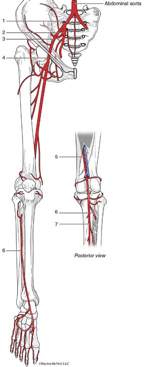 Bio Lab Arteries Of The Leg Diagram Quizlet
