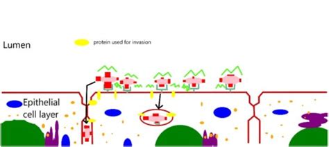 What Is The Difference Between Pathogenicity And Virulence Pediaacom