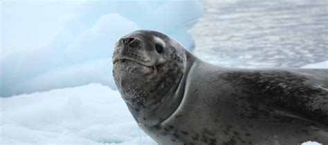Antarctica Seals Pictures Facts And Information