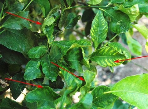 Citrus Chlorotic Dwarf Virus Warners Tree Surgery 480 969 8808