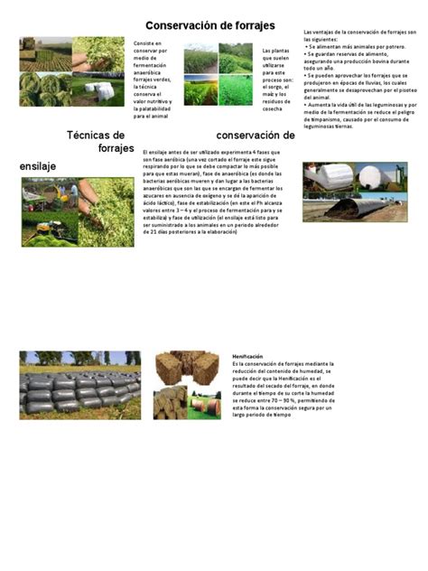 Conservación De Forrajes Pdf Agricultura Comida Y Bebida
