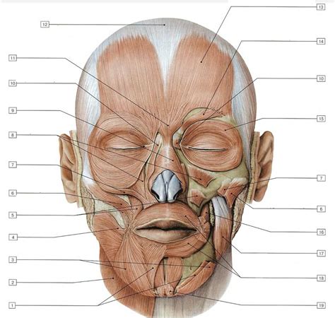 Head Muscles Diagram Quizlet
