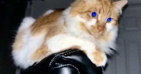 Dune Cat Album On Imgur