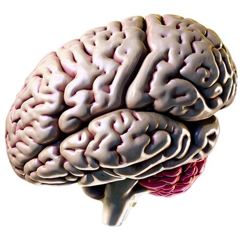 400 Brain Png Images Wallpapers Com