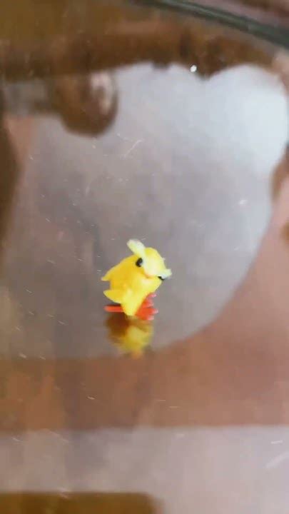 Chicky Shorts Youtube